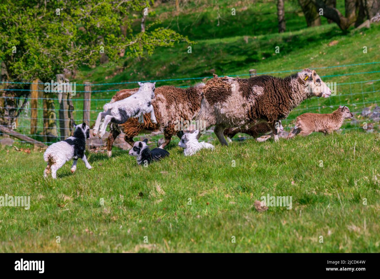 Sheep and lambs Stock Photo - Alamy