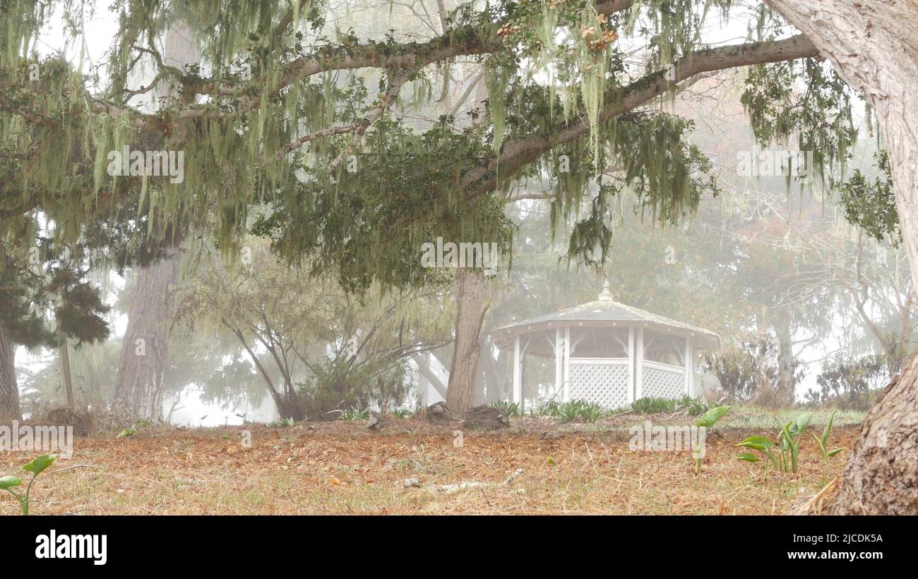 Lace lichen moss hanging, tree branches in foggy misty forest. Surreal ...