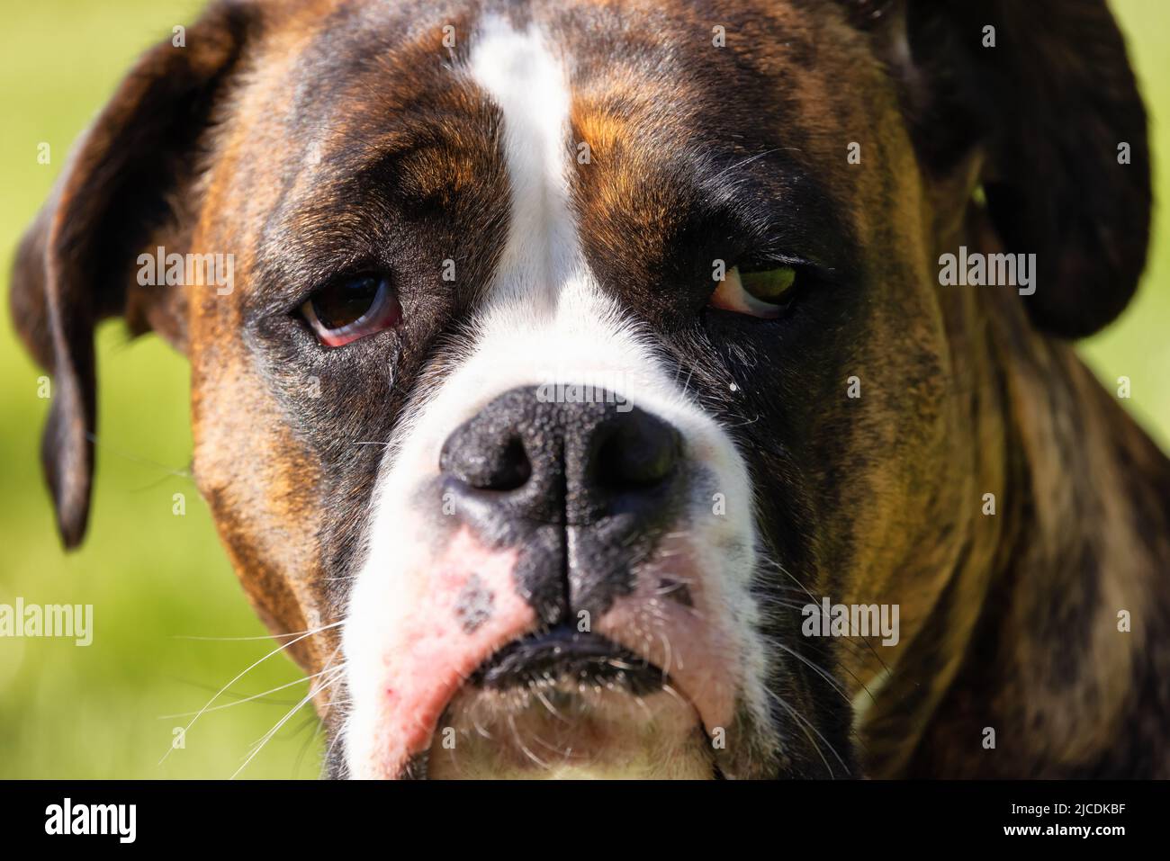Adorable boxer hi-res stock photography and images - Alamy