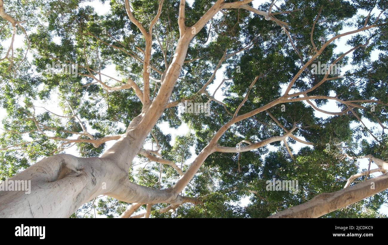Canopy of big huge tree in forest, jungle or rainforest. Giant trunk ...