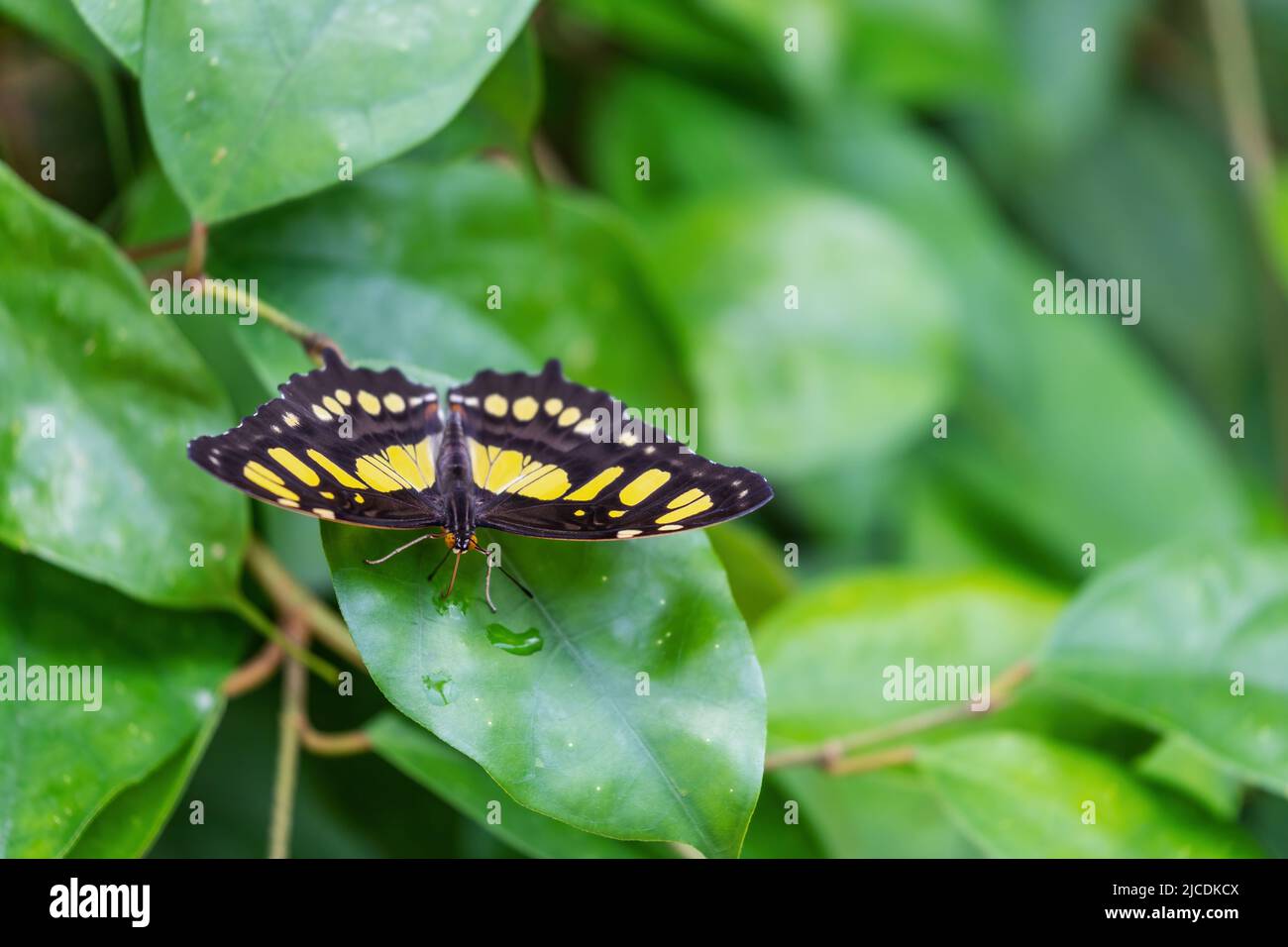 Malachite Butterfly (Metamorpha stelenes) posing with open wings on ...