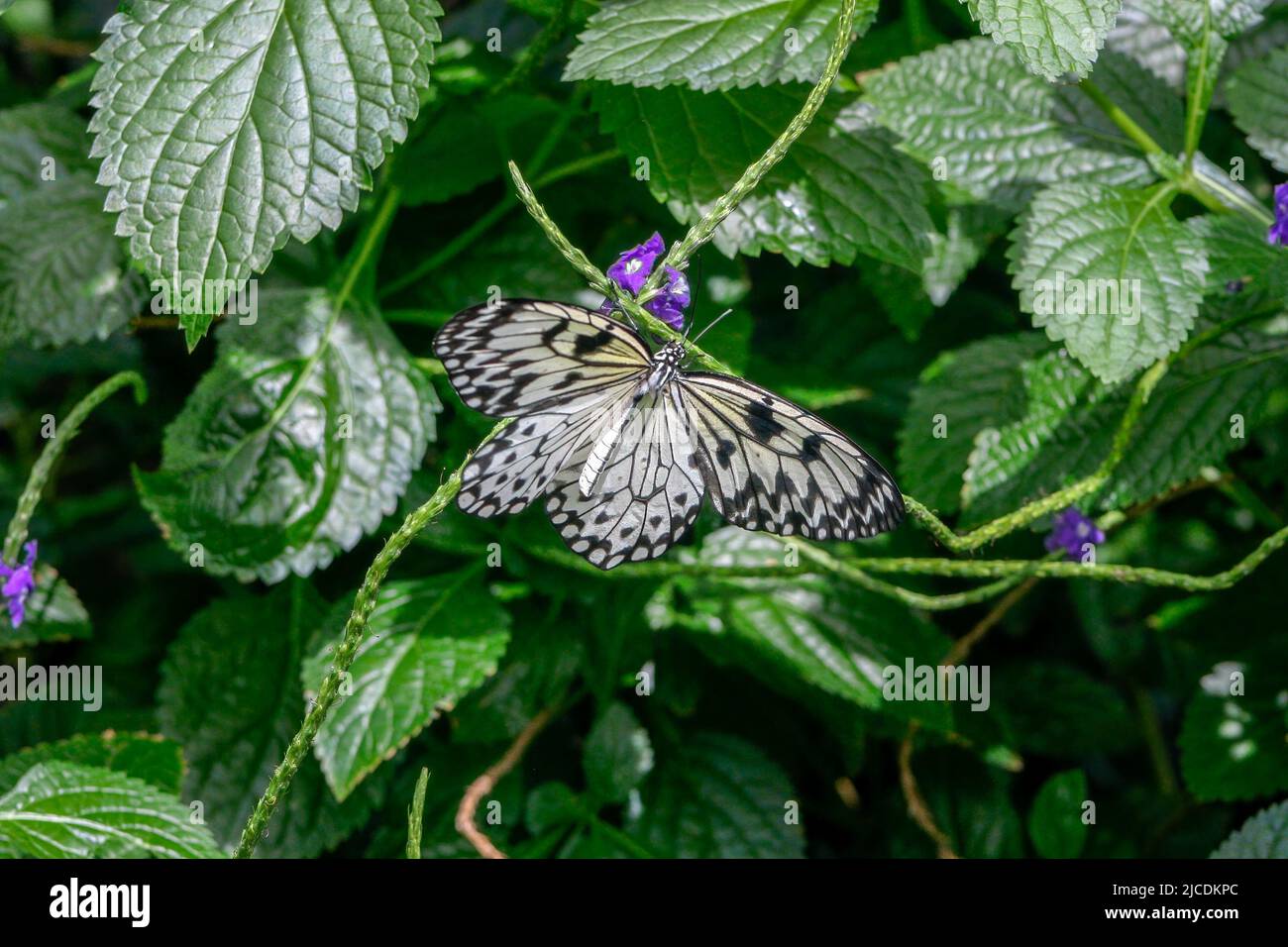 Idea leuconoe rice paper hi-res stock photography and images - Alamy