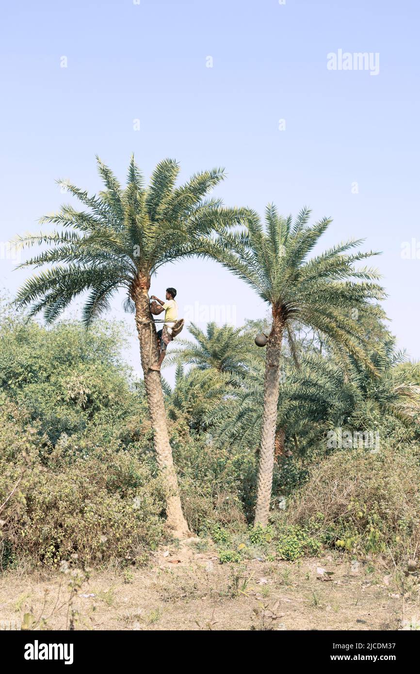 A tapper taps a date palm tree for sap in West Bengal, India. The sap ...