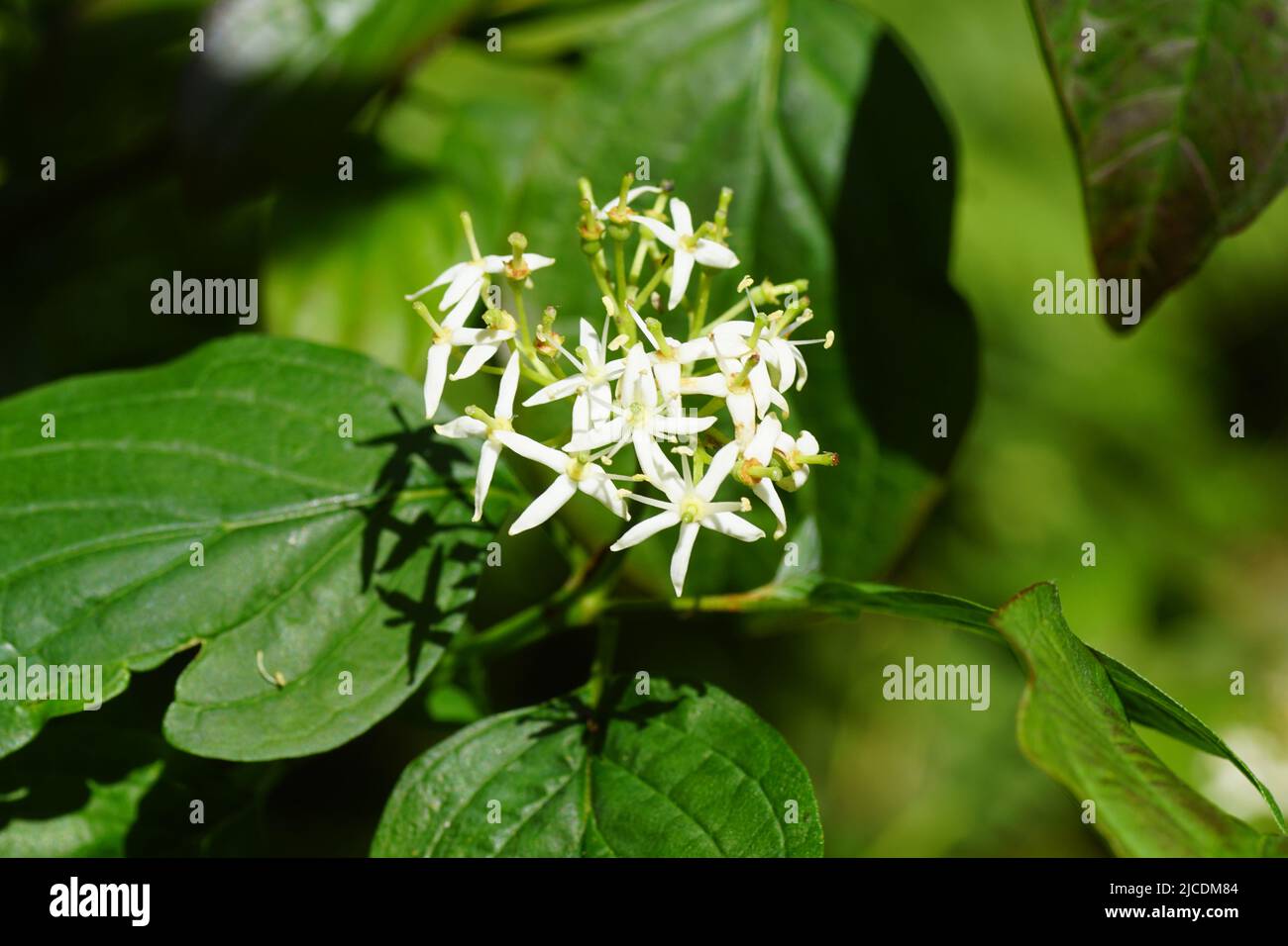 Close up white flowers of the shrub common dogwood, bloody dogwood ...