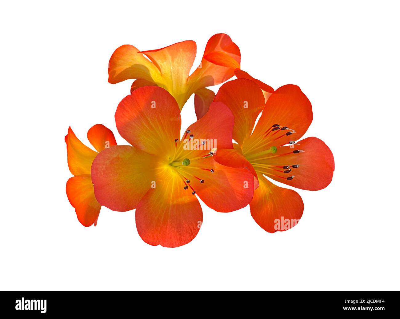 flower isolated on white background Stock Photo - Alamy