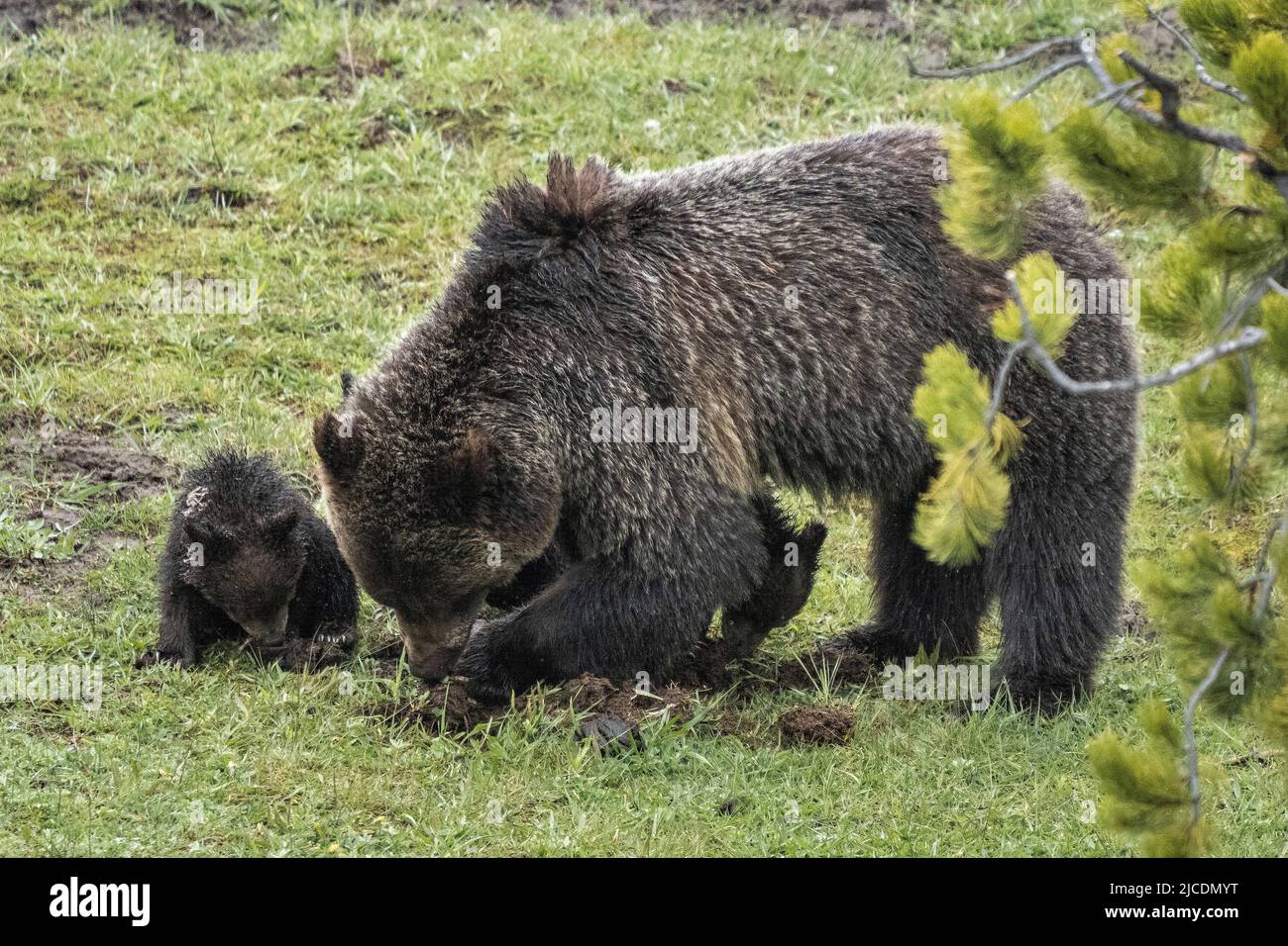 An adult Brown Bear cow digs for roots as her spring cubs watch at a ...