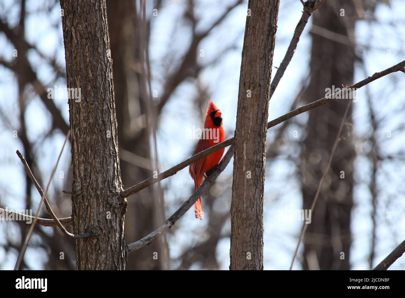 Northern red cardinal Stock Photo - Alamy