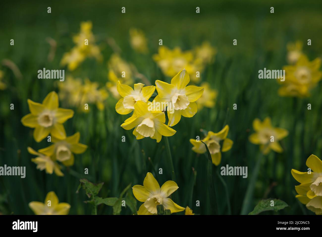 Daffodils background photo. Beautiful daffodils in the park in spring ...
