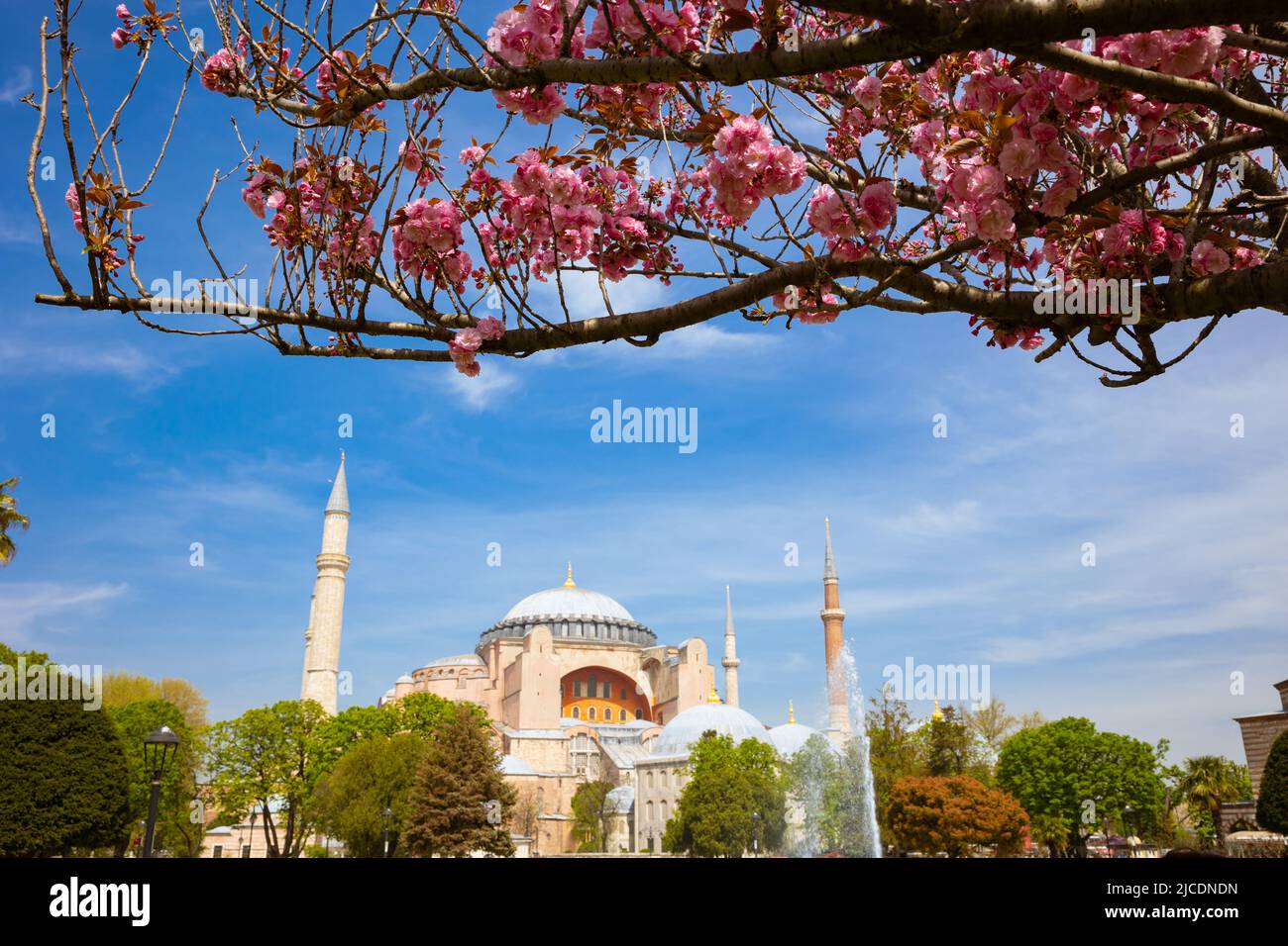 Hagia Sophia or Ayasofya Mosque with spring blossom trees. Istanbul ...