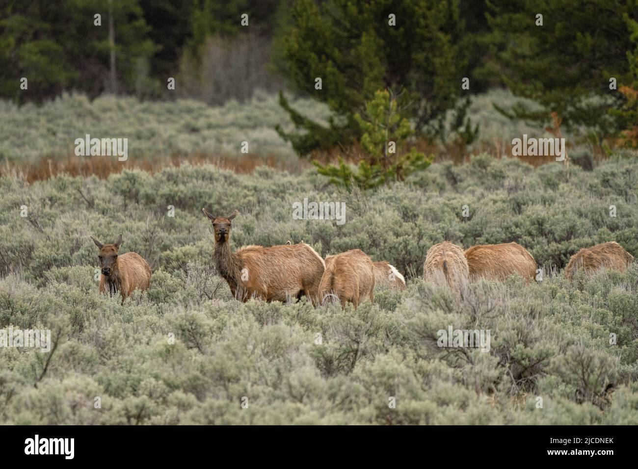 A female herd of Elk group together in a sagebrush field after spotting ...