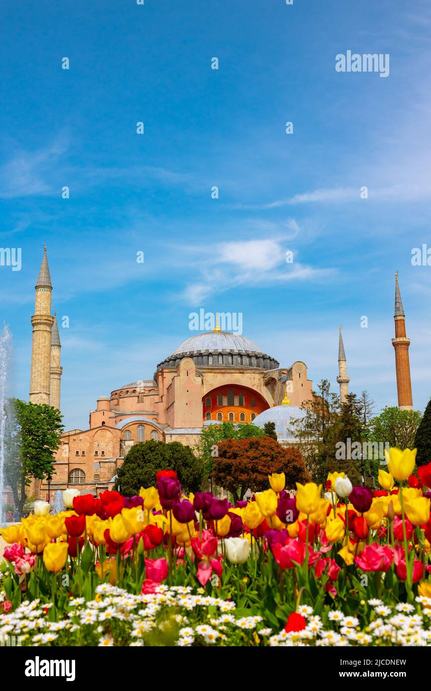 Istanbul view in spring. Tulips and Hagia Sophia or Ayasofya Mosque ...