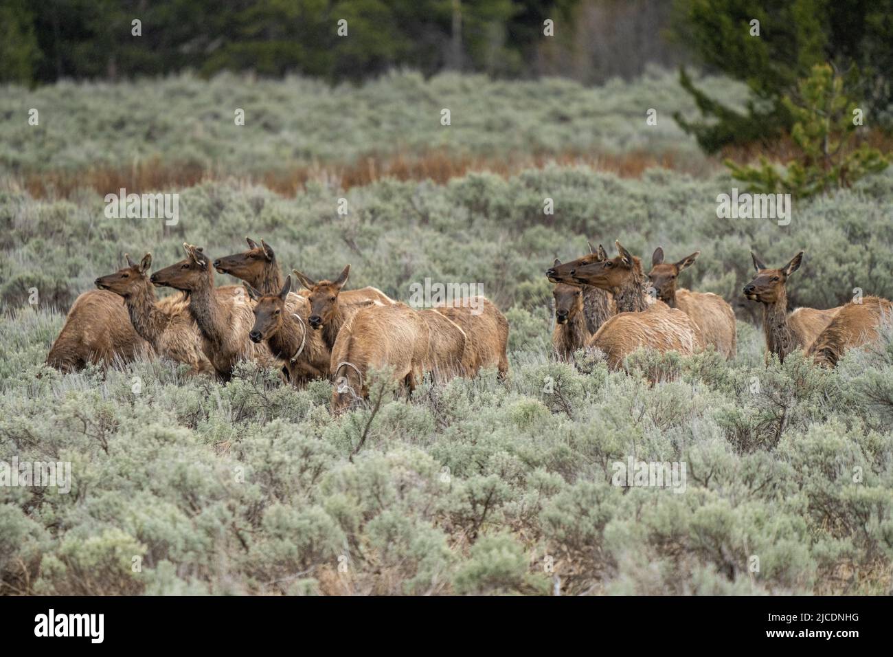 A female herd of Elk group together in a sagebrush field after spotting ...