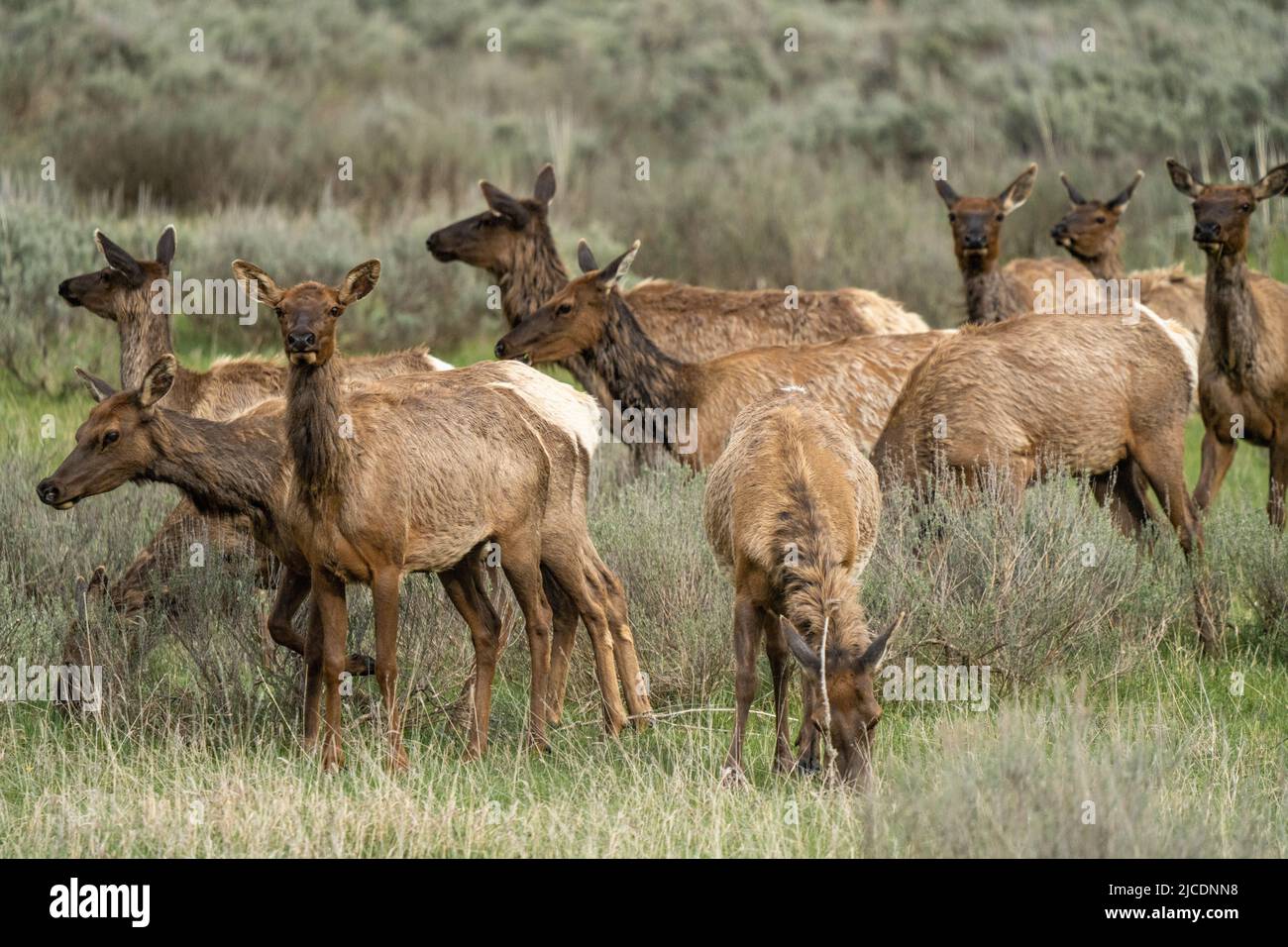 A female herd of Elk group together in a sagebrush field after spotting ...