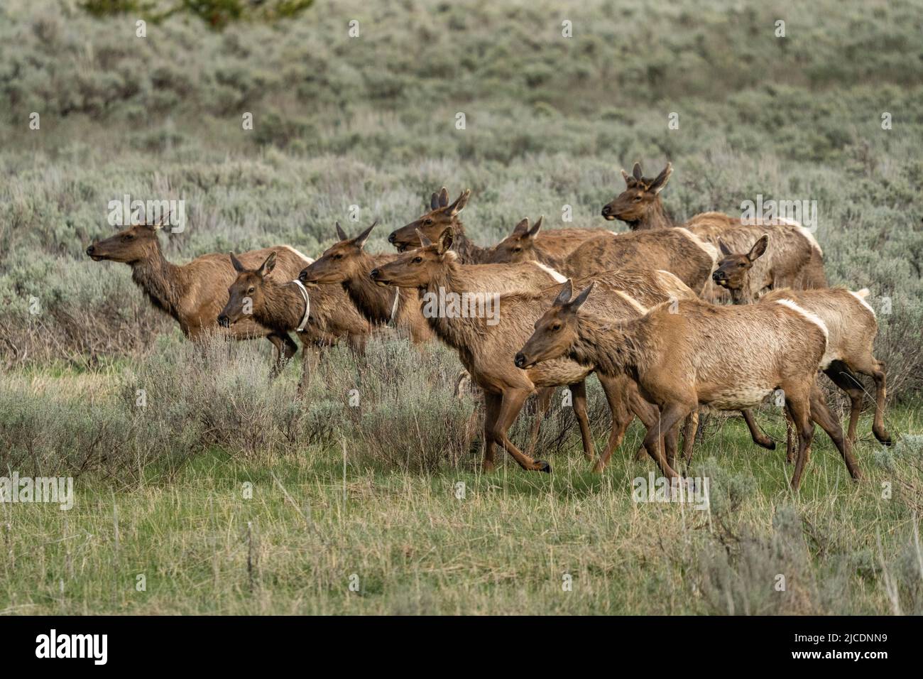 A female herd of Elk group together in a sagebrush field after spotting ...