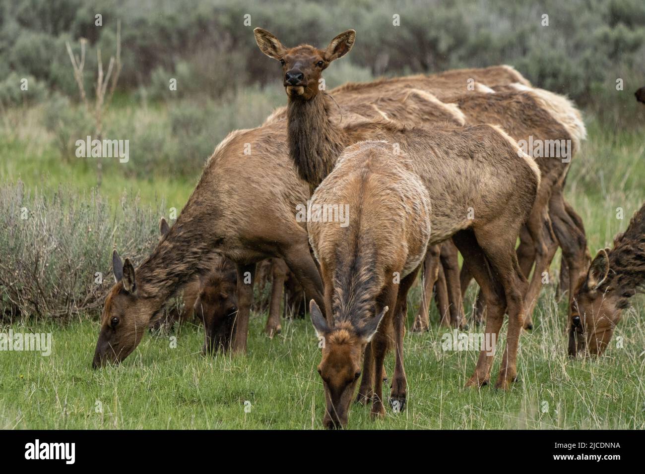 A female herd of Elk, forage in grasslands at Grand Teton National Park ...