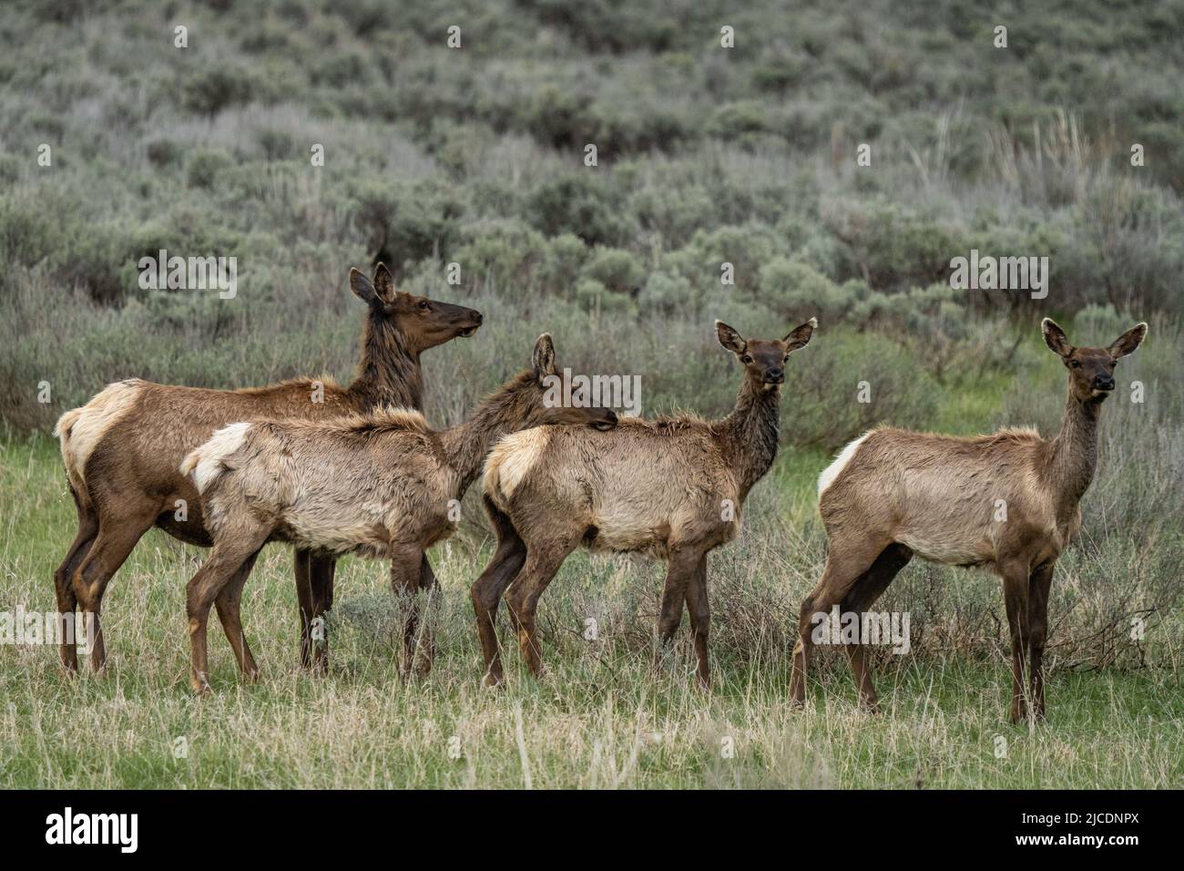A female herd of Elk group together in a sagebrush field after spotting ...