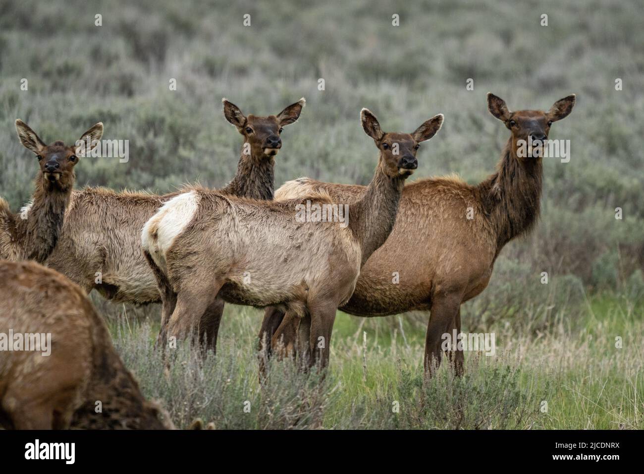 A female herd of Elk group together in a sagebrush field after spotting ...