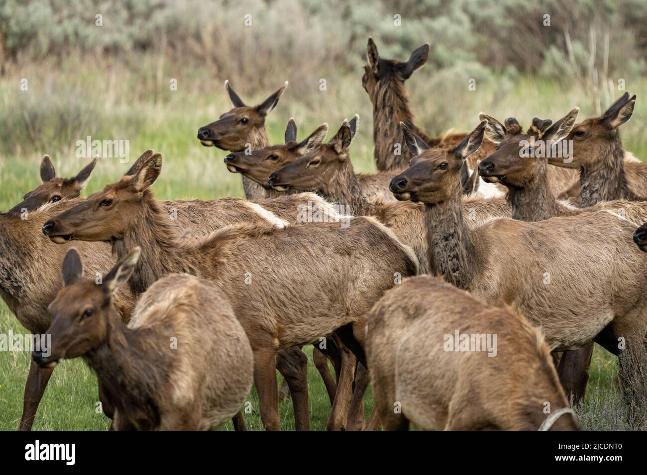A female herd of Elk group together in a sagebrush field after spotting ...