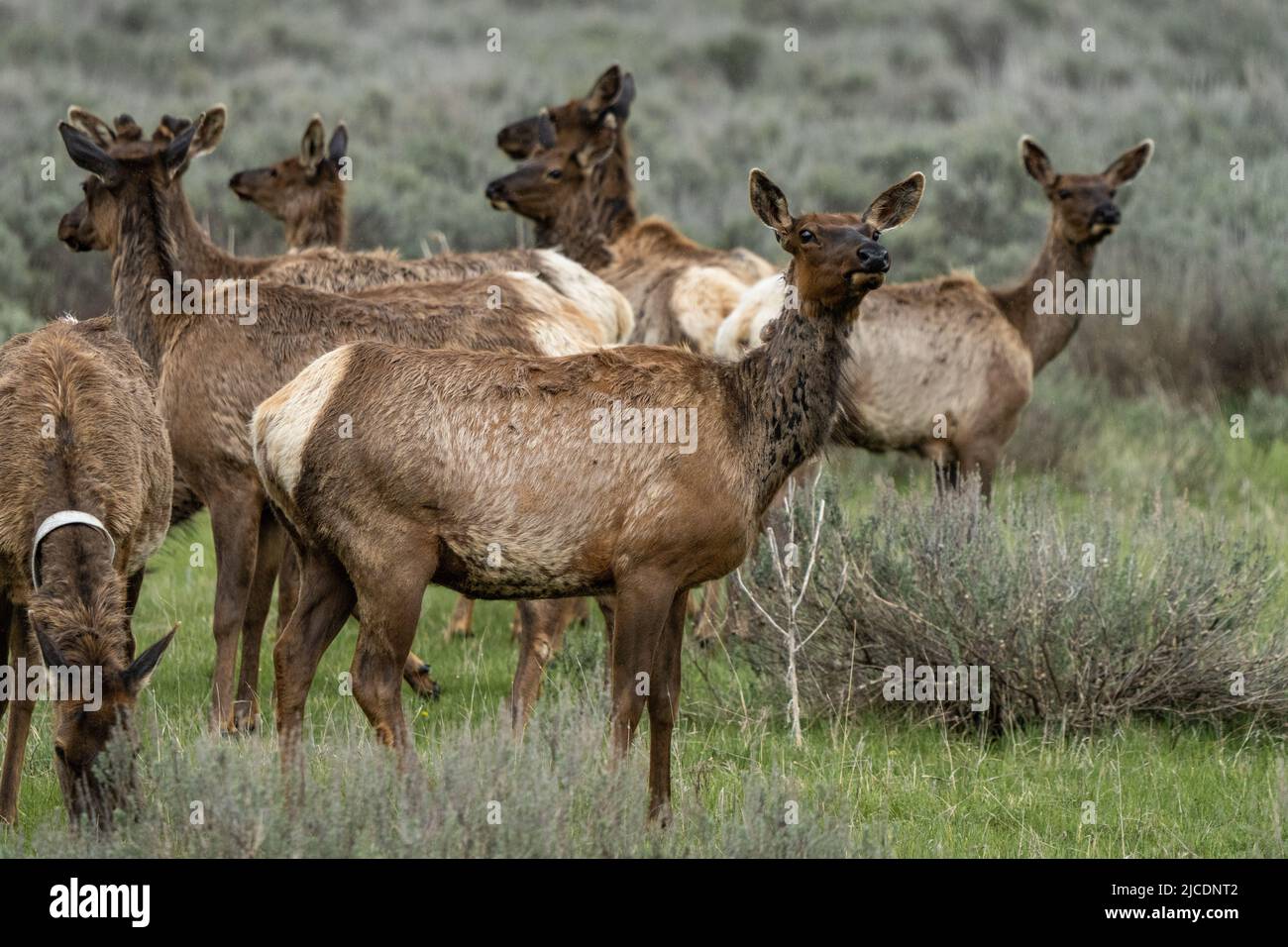 A female herd of Elk group together in a sagebrush field after spotting ...