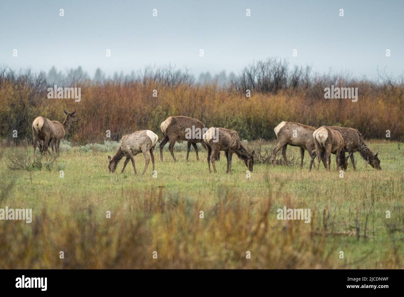 A female herd of Elk, forage in grasslands at Grand Teton National Park ...