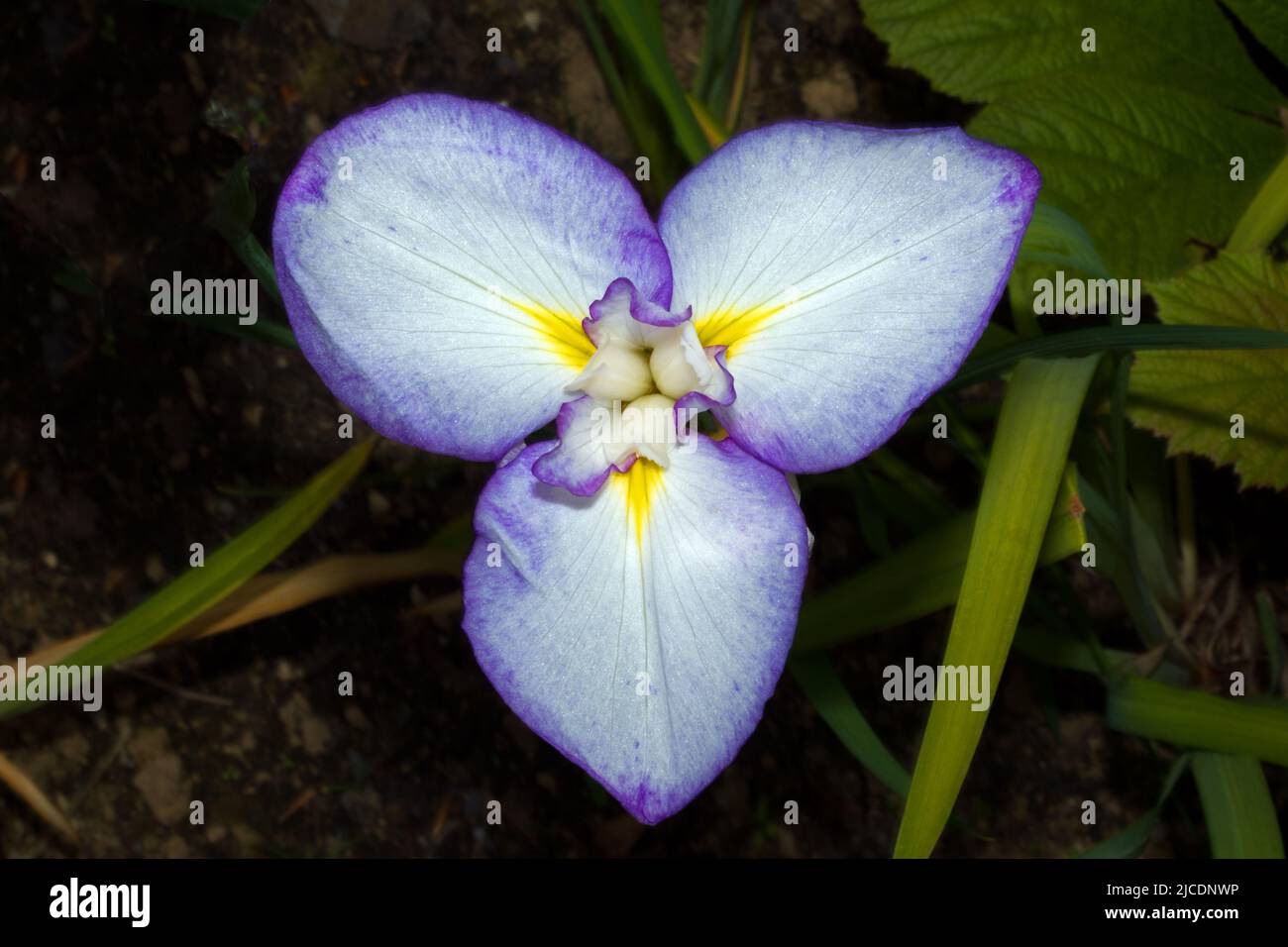 Native japanese plant hi-res stock photography and images - Alamy