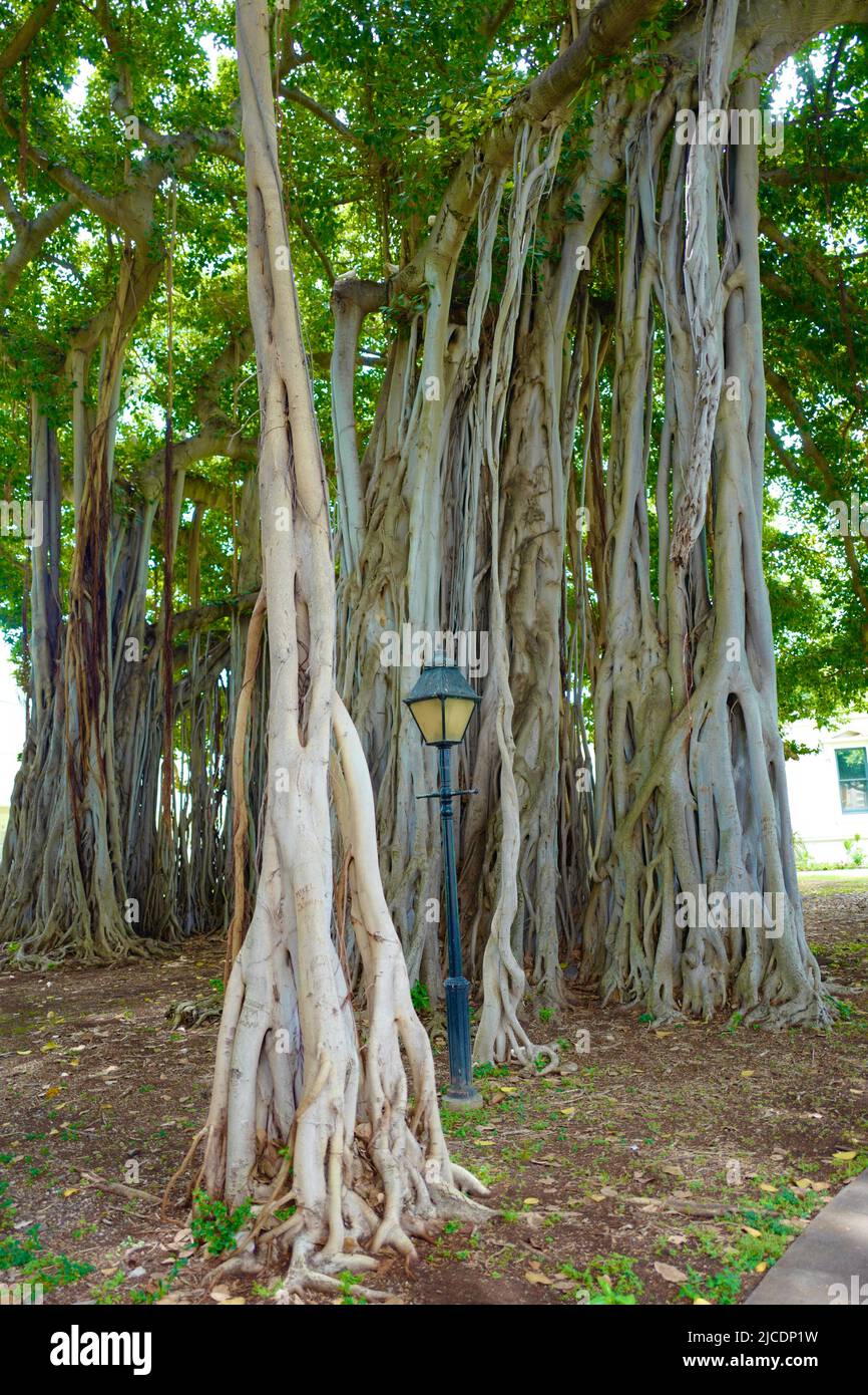 Largest banyan tree hawaii hi-res stock photography and images - Alamy