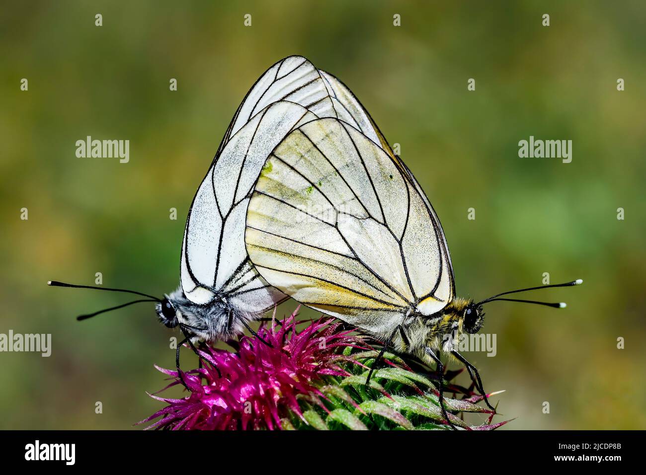 Perido hi-res stock photography and images - Alamy