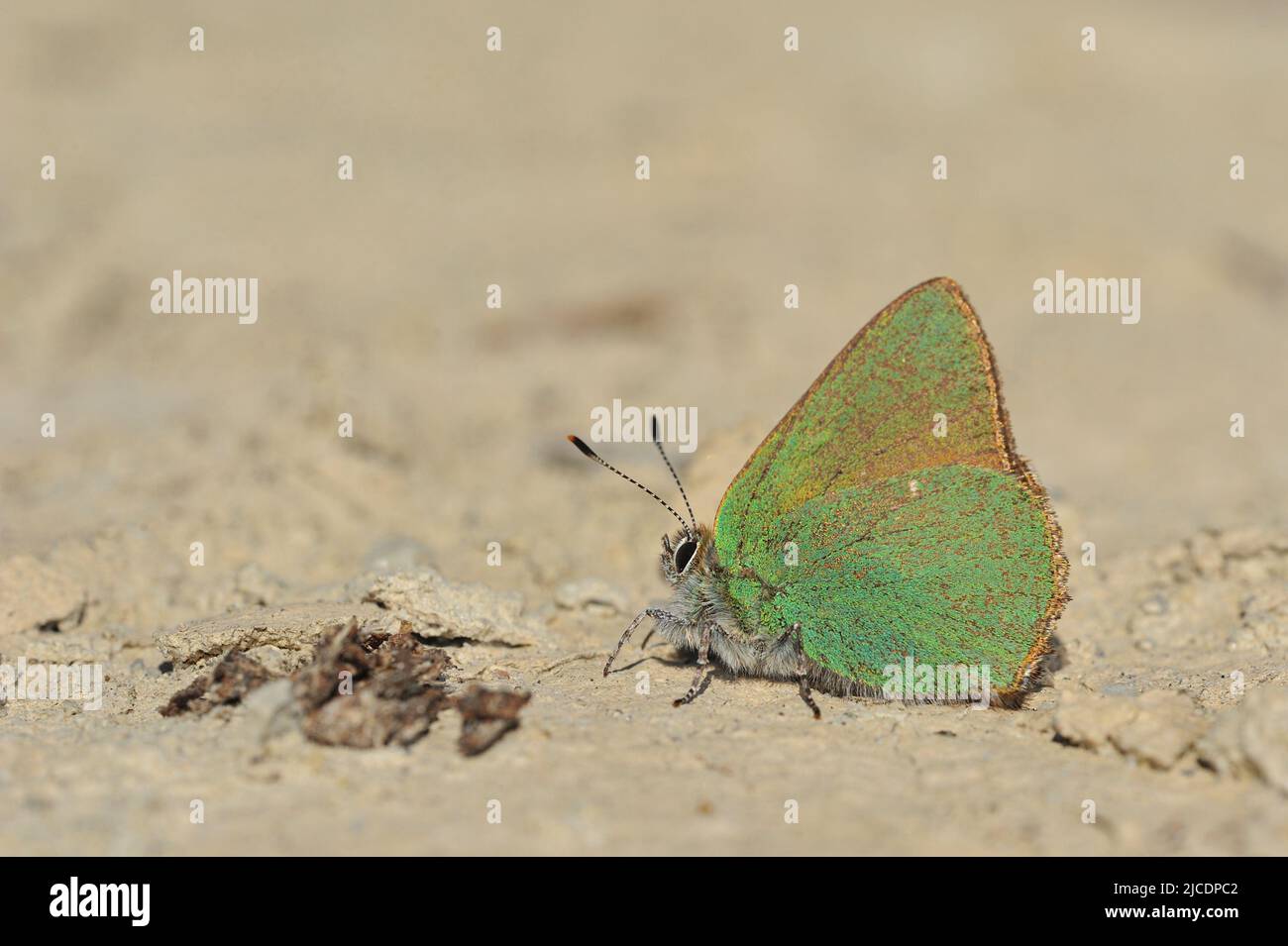 Callophrys rubi or the cejialba is a species of butterfly in the ...