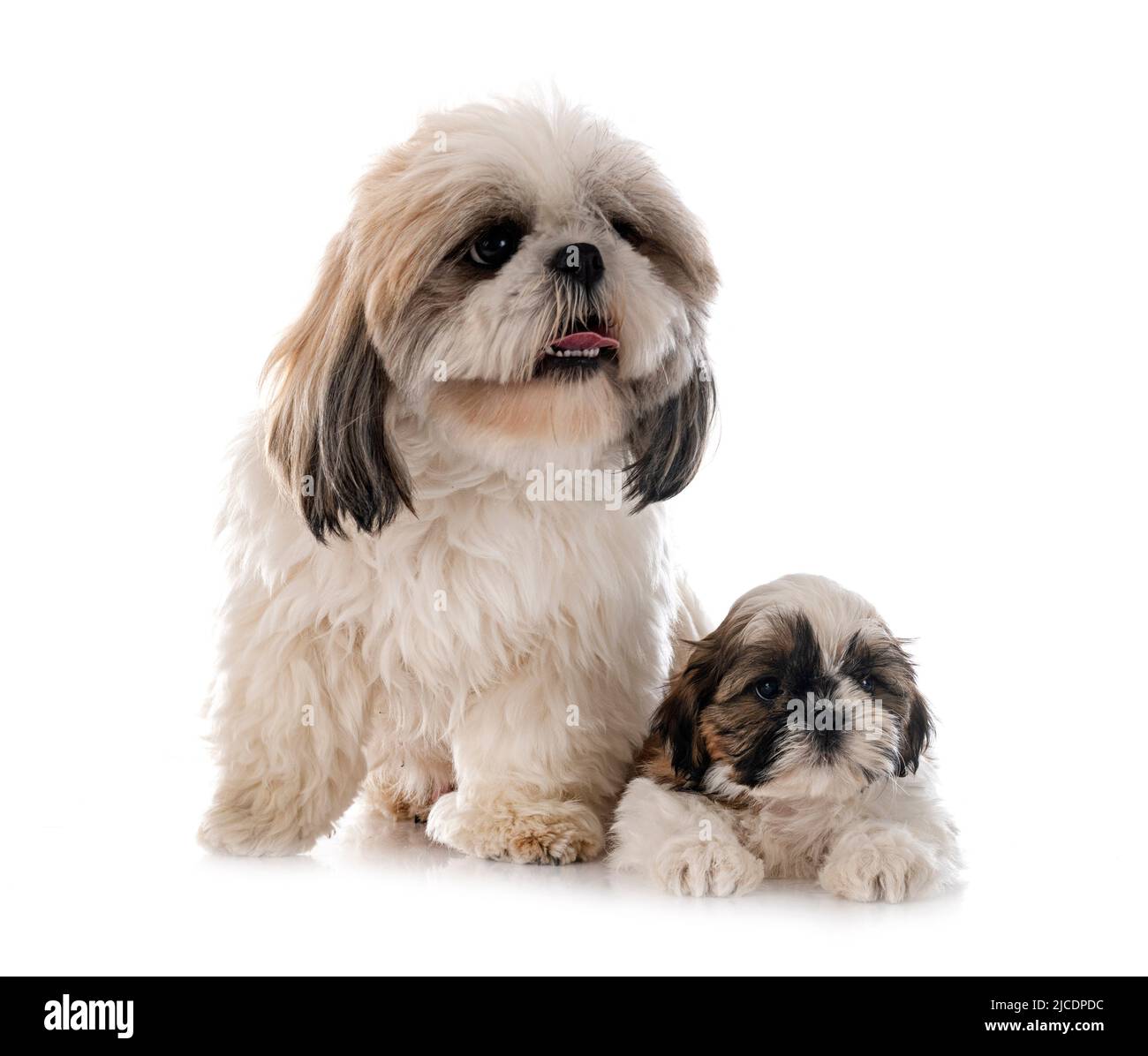 family of Shih Tzu in front of white background Stock Photo - Alamy