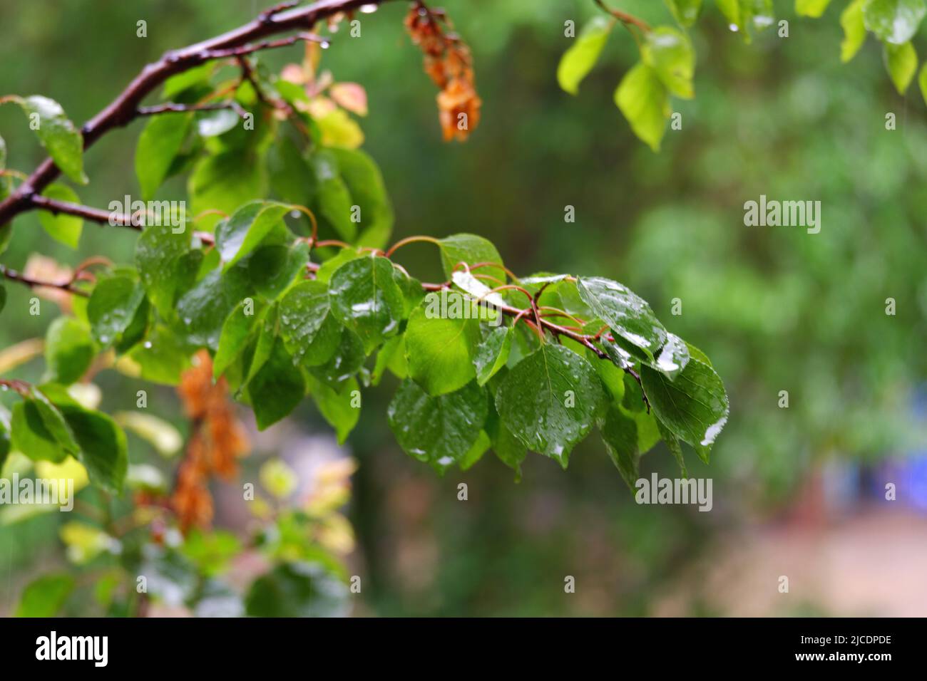 Wet leaves of apricot tree after heavy rain Stock Photo - Alamy