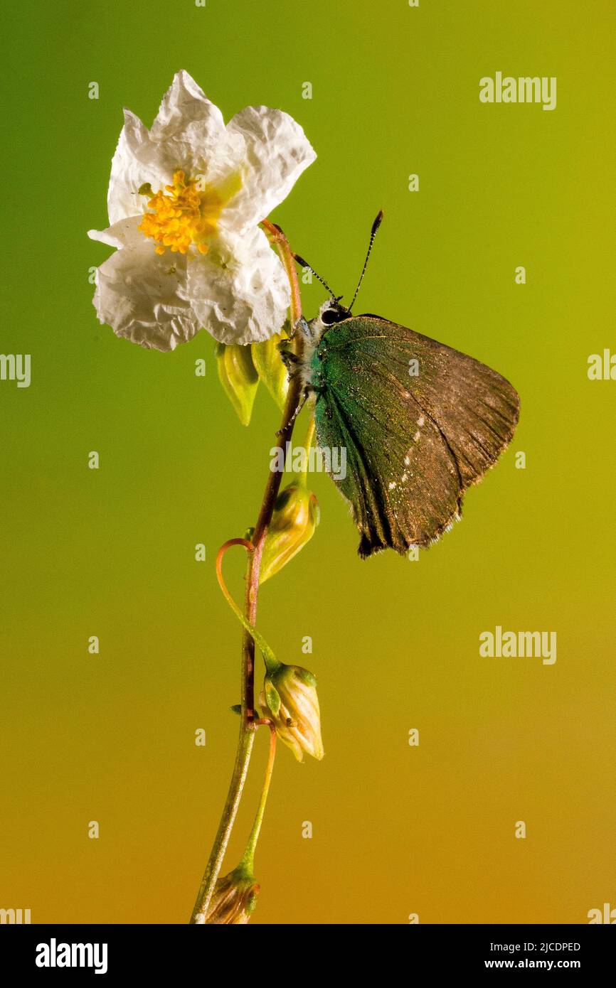 Callophrys rubi or the cejialba is a species of butterfly in the ...