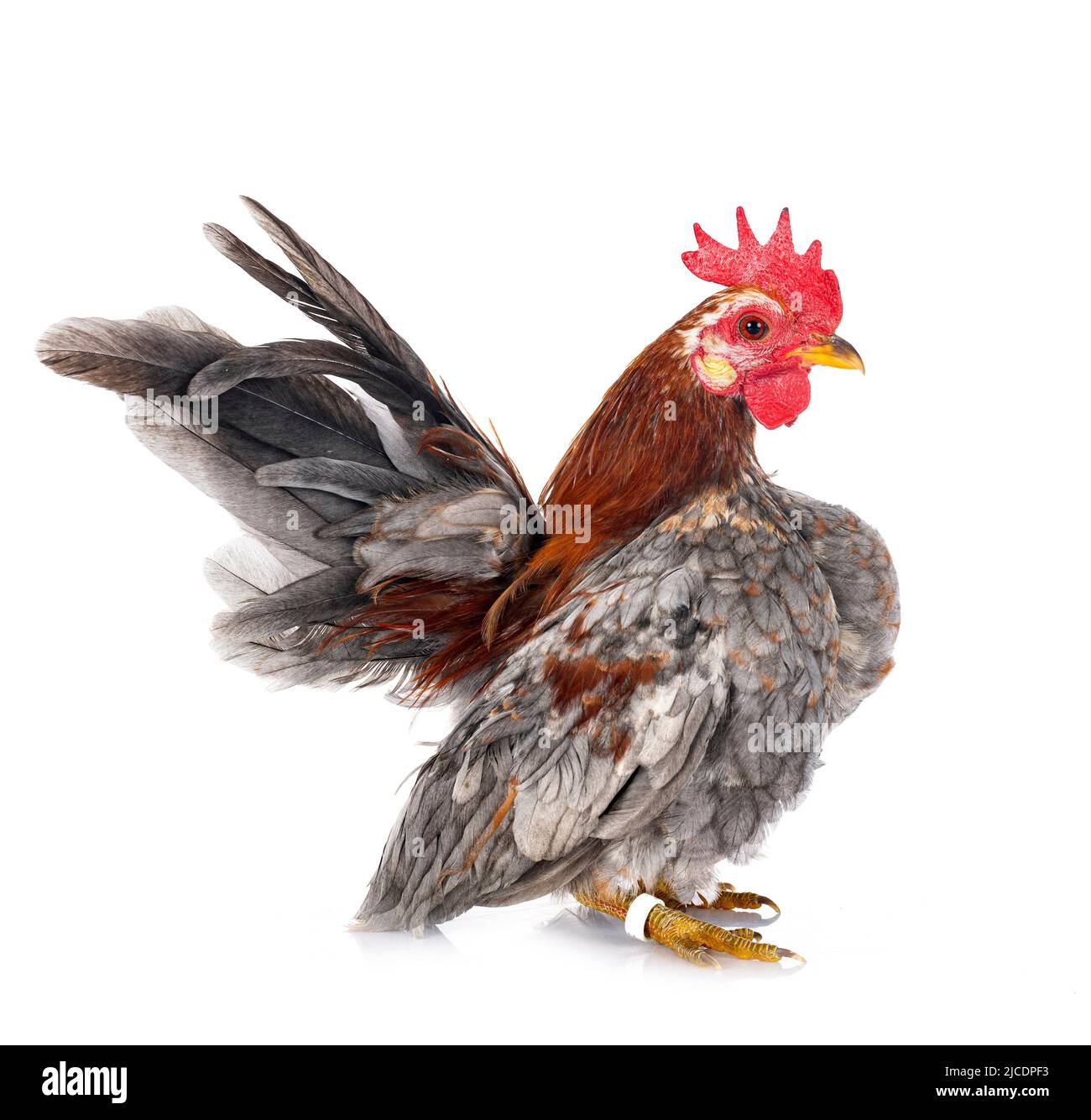 Malaysian Serama in front of white background Stock Photo - Alamy
