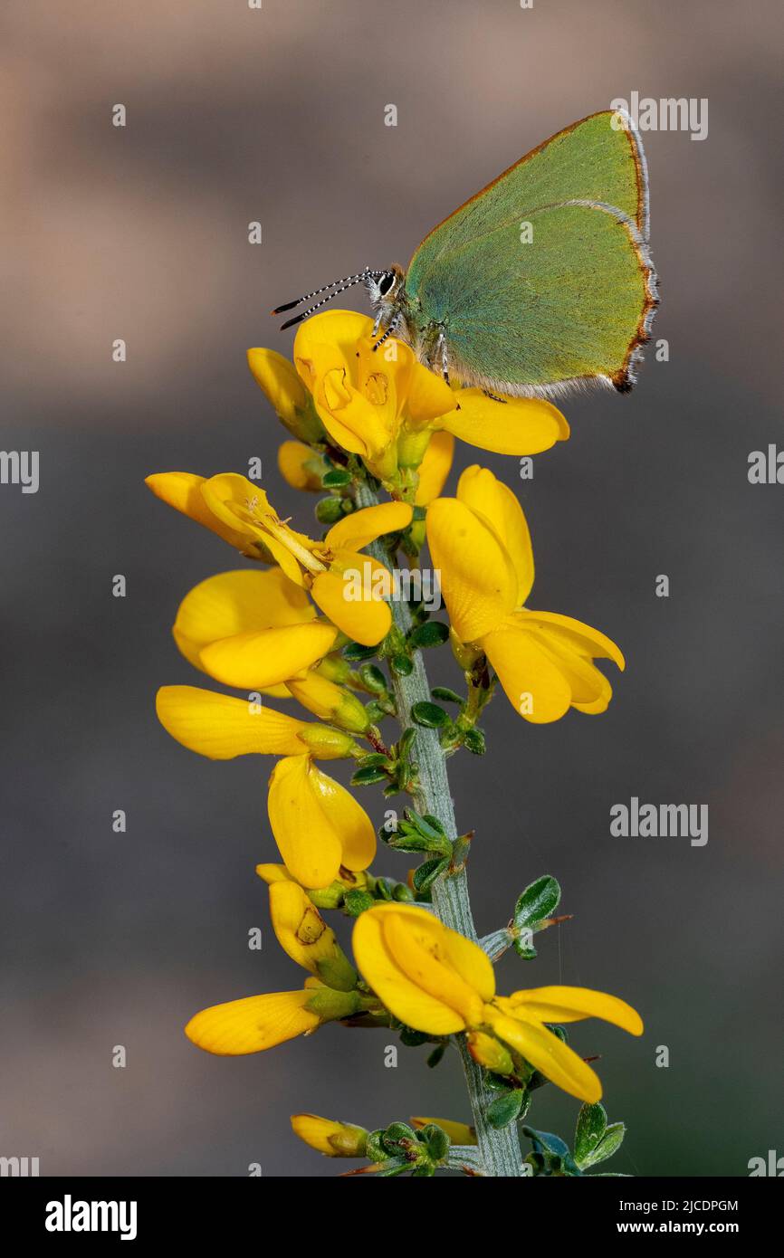 Callophrys rubi or the cejialba is a species of butterfly in the ...