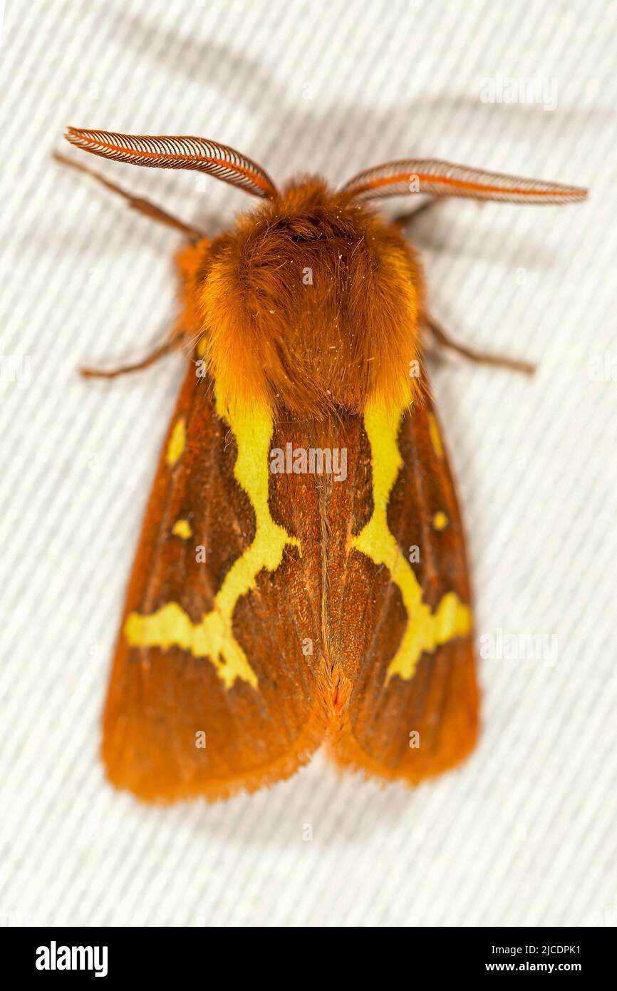 Pardilla hi-res stock photography and images - Alamy
