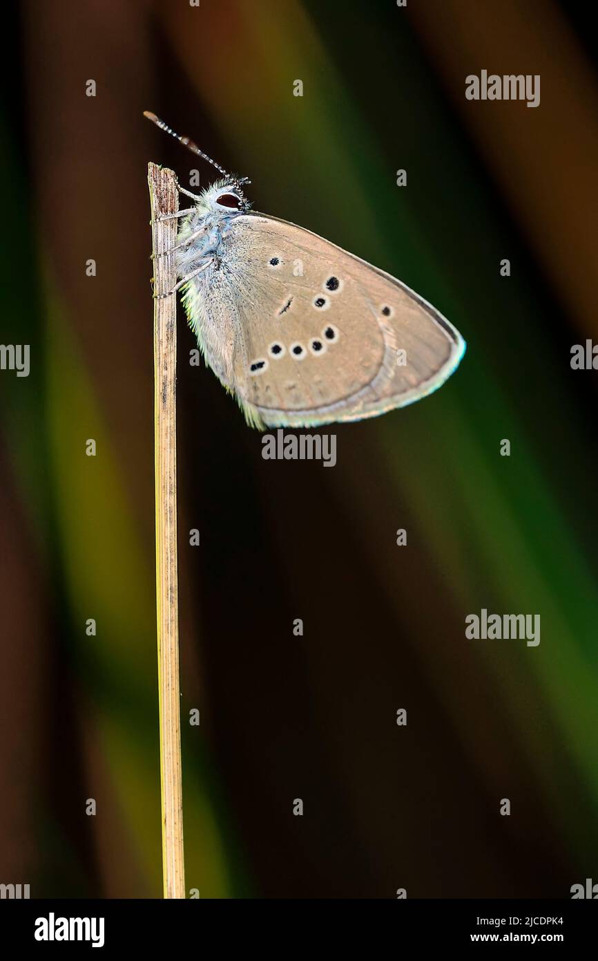 Cyaniris semiargus, the Mazarine blue, is a butterfly of the Lycaenidae ...