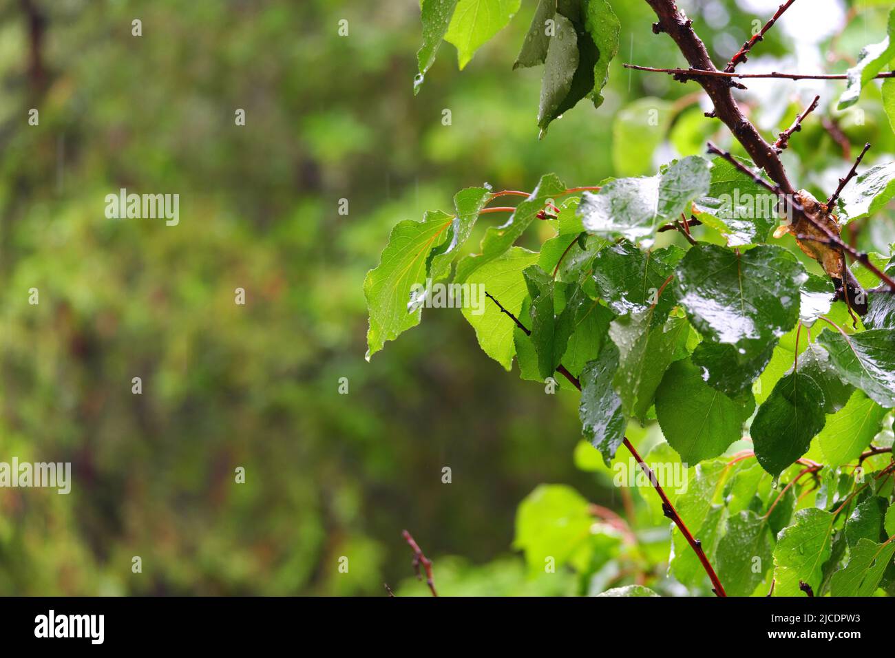 Wet leaves apricot tree hi-res stock photography and images - Alamy