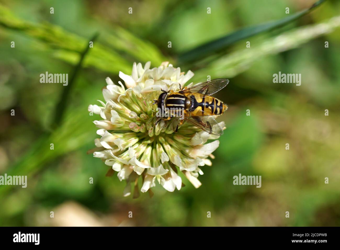 Close up white clover (Trifolium repens), bean family Fabaceae and a Sun fly (Helophilus ...