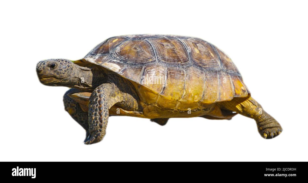 Gopher face hi-res stock photography and images - Alamy