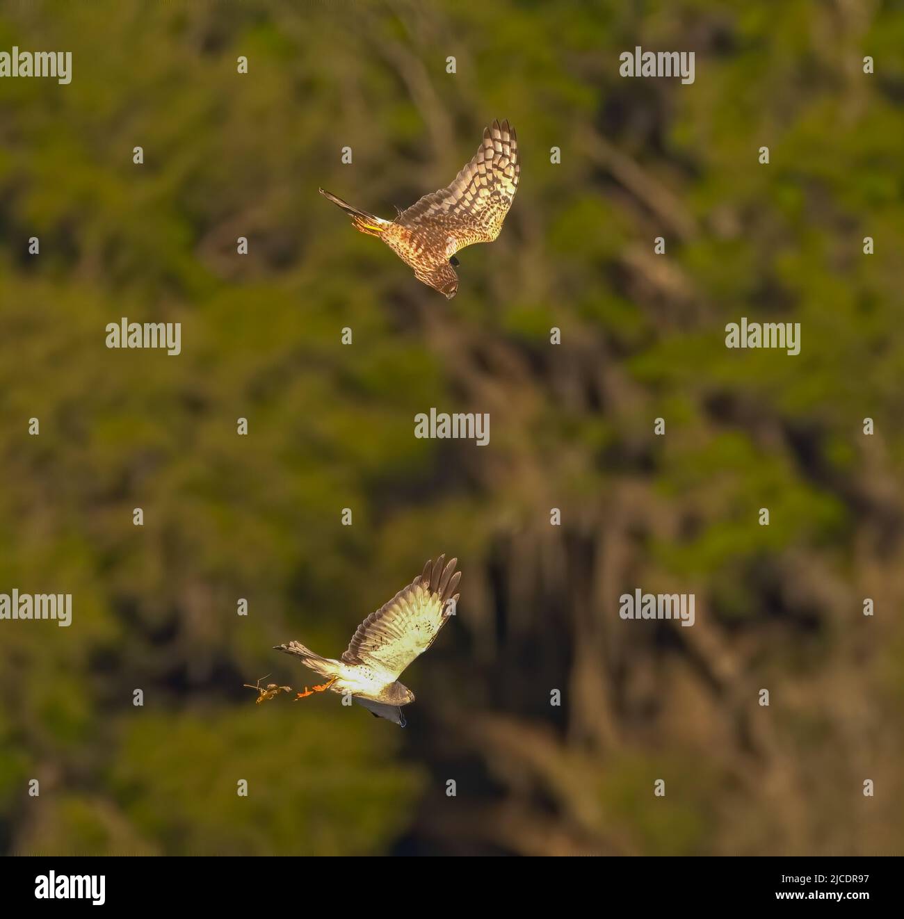 Marsh harriers hi-res stock photography and images - Alamy