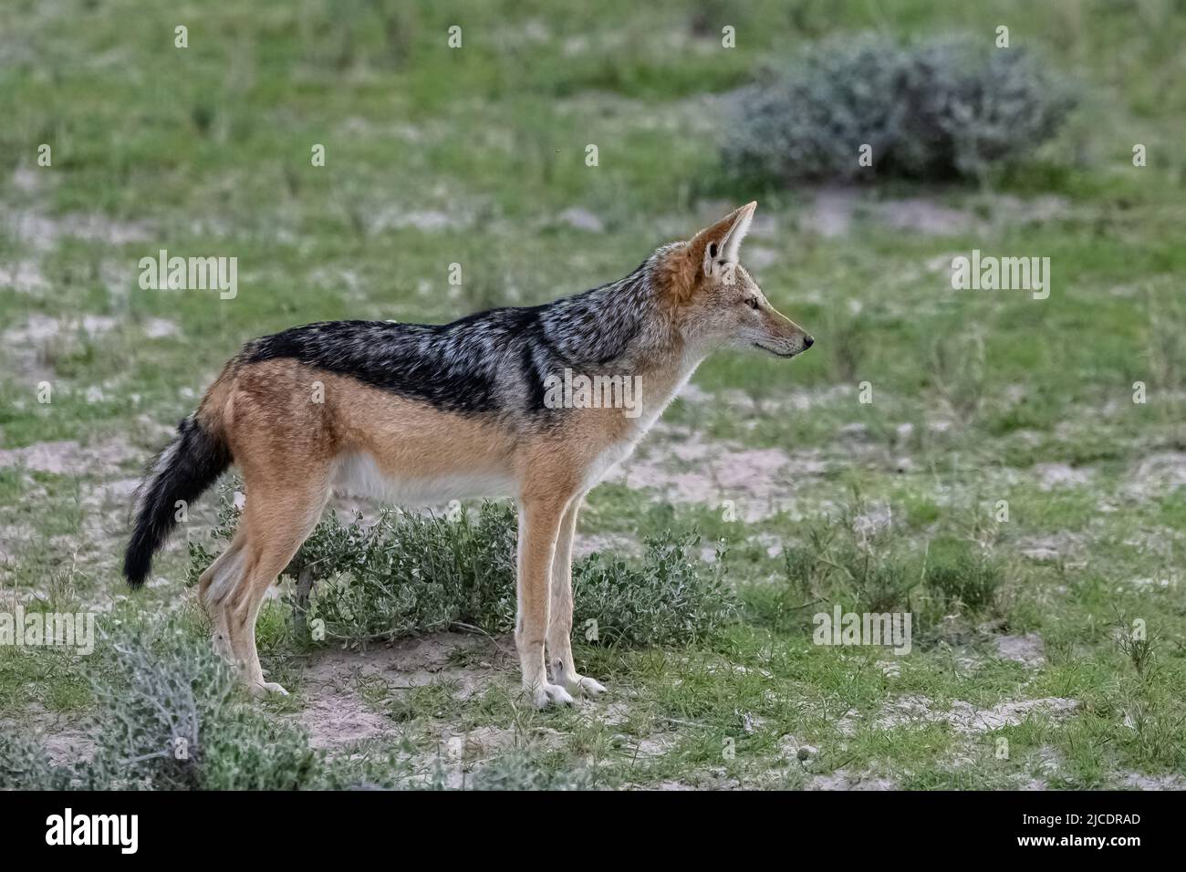 Jackal in the bush, Canis mesomelas, Namibia in Africa Stock Photo - Alamy