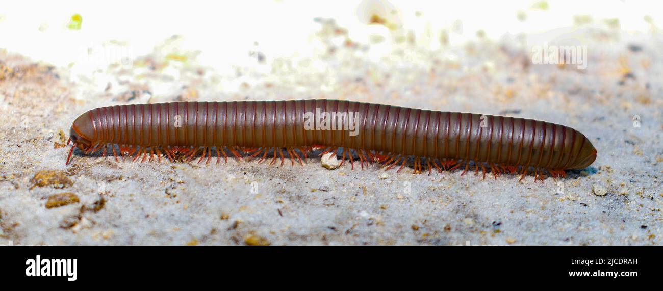 Segmented exoskeleton hi-res stock photography and images - Alamy