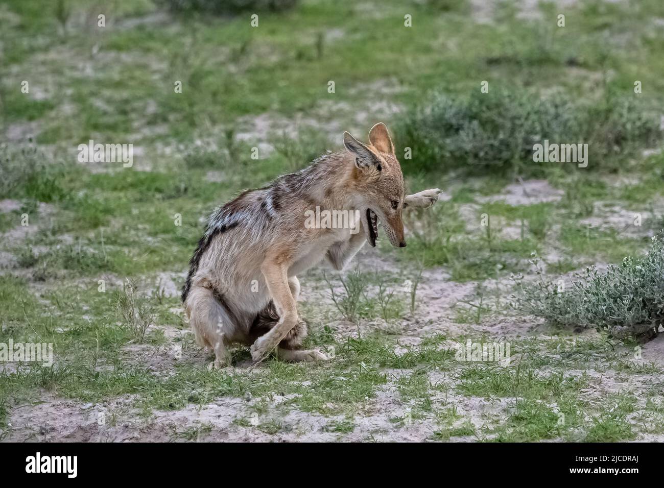 Jackal fighting in the bush, Canis mesomelas, Namibia in Africa Stock ...