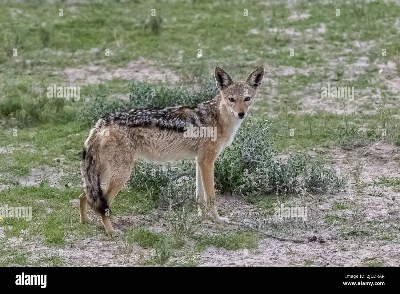 Jackal fighting in the bush, Canis mesomelas, Namibia in Africa Stock ...