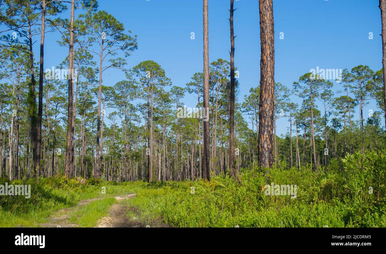 Goethe state forest hi-res stock photography and images - Alamy