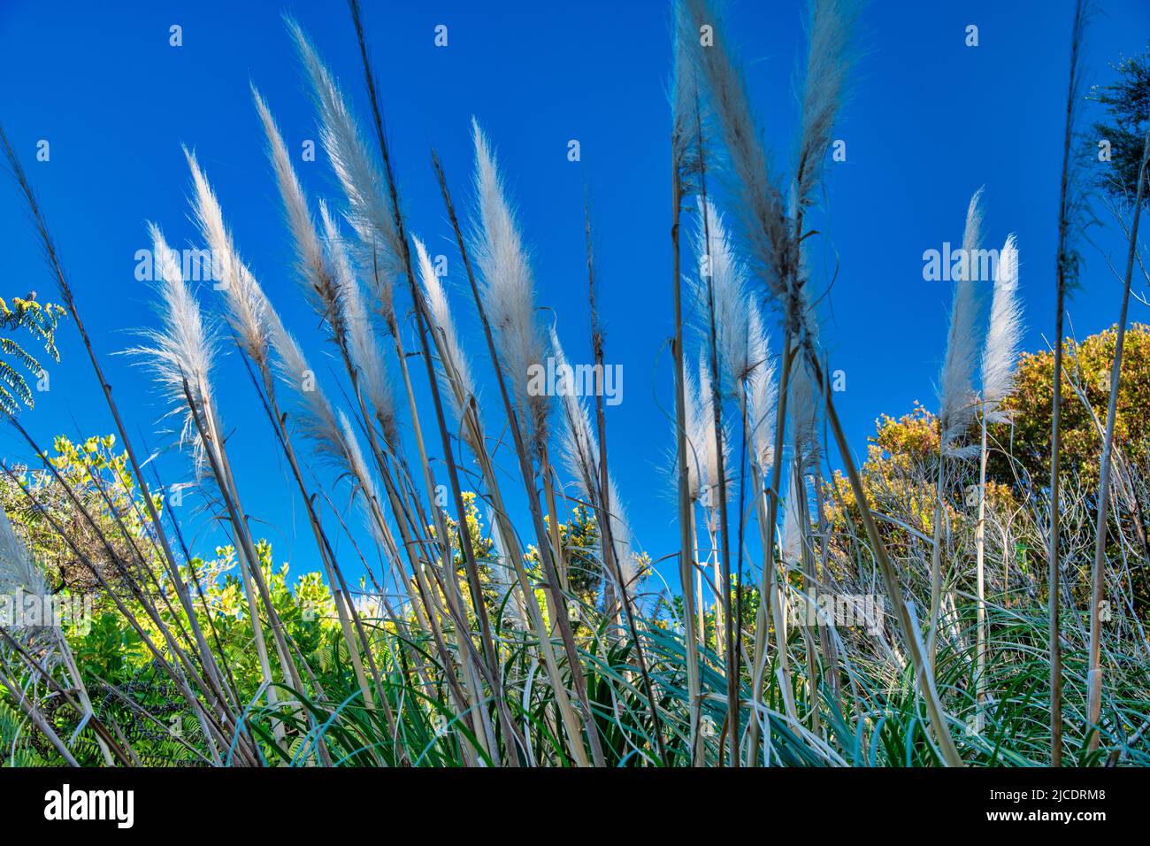 Coromandel plants and vegetation along Hahei coastline, New Zealand ...