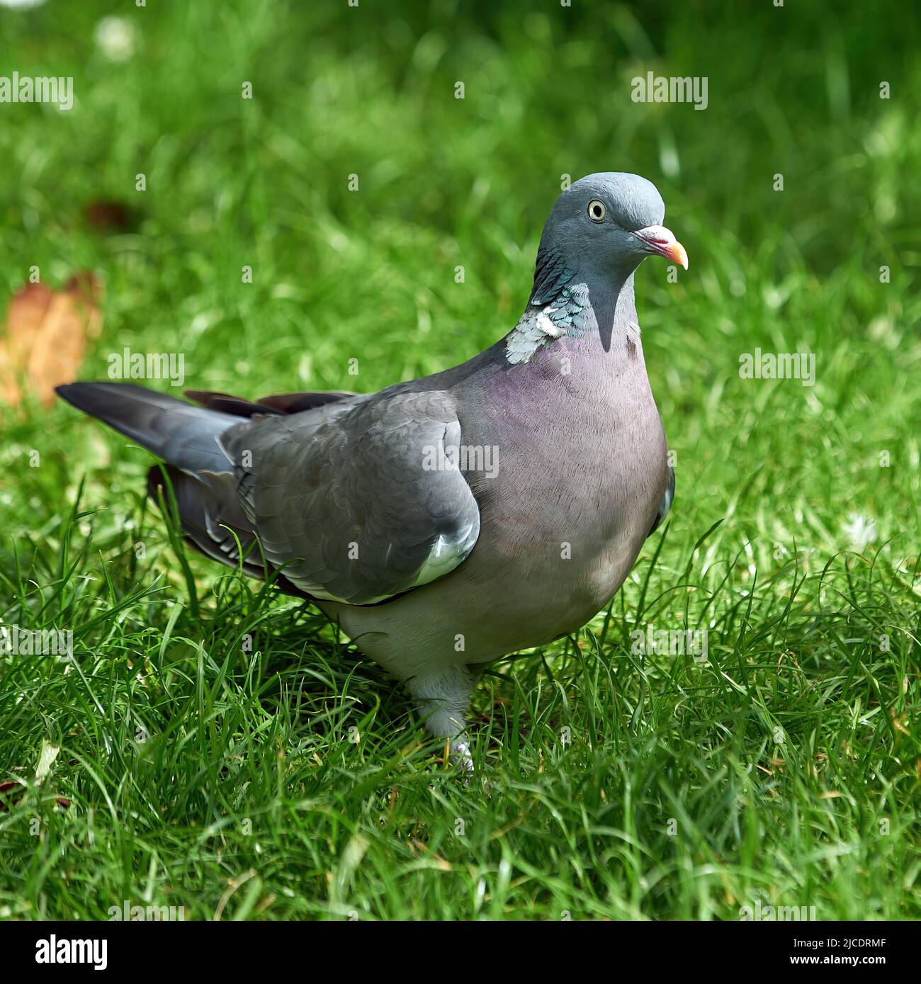 Colourful pidgeon hi-res stock photography and images - Alamy