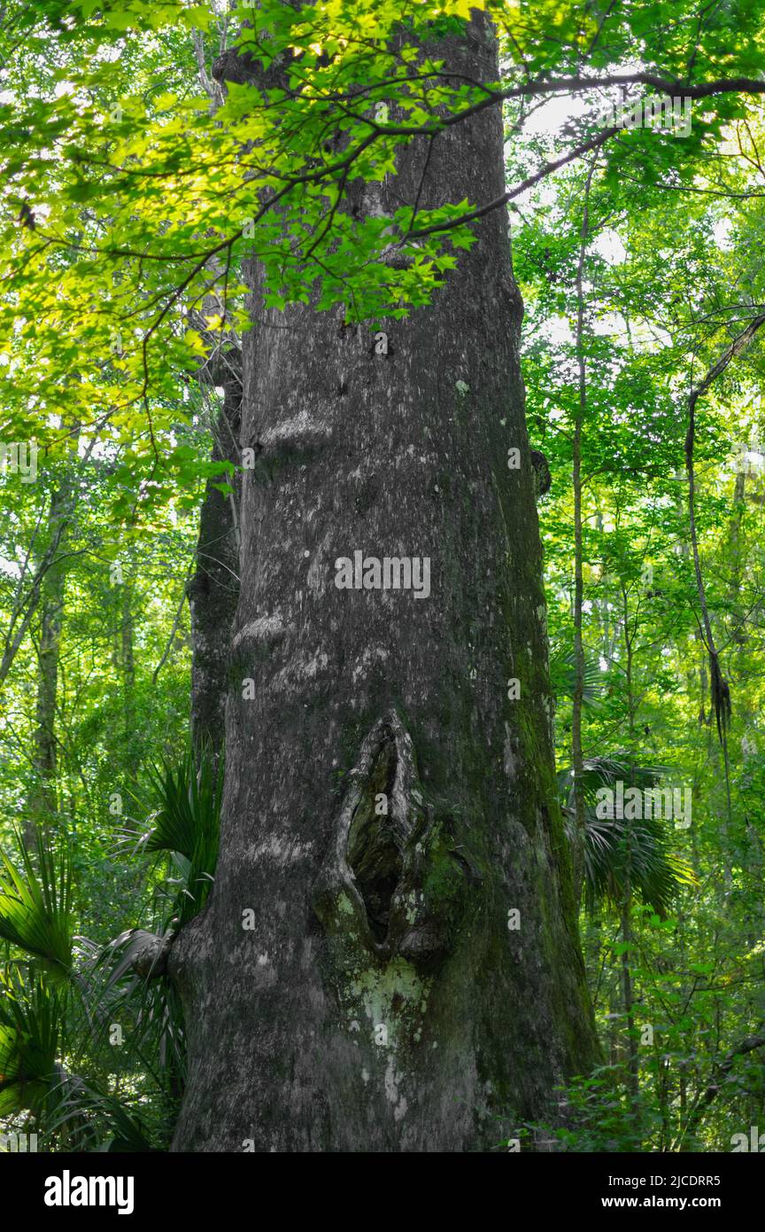 Giant cypress tree hi-res stock photography and images - Alamy