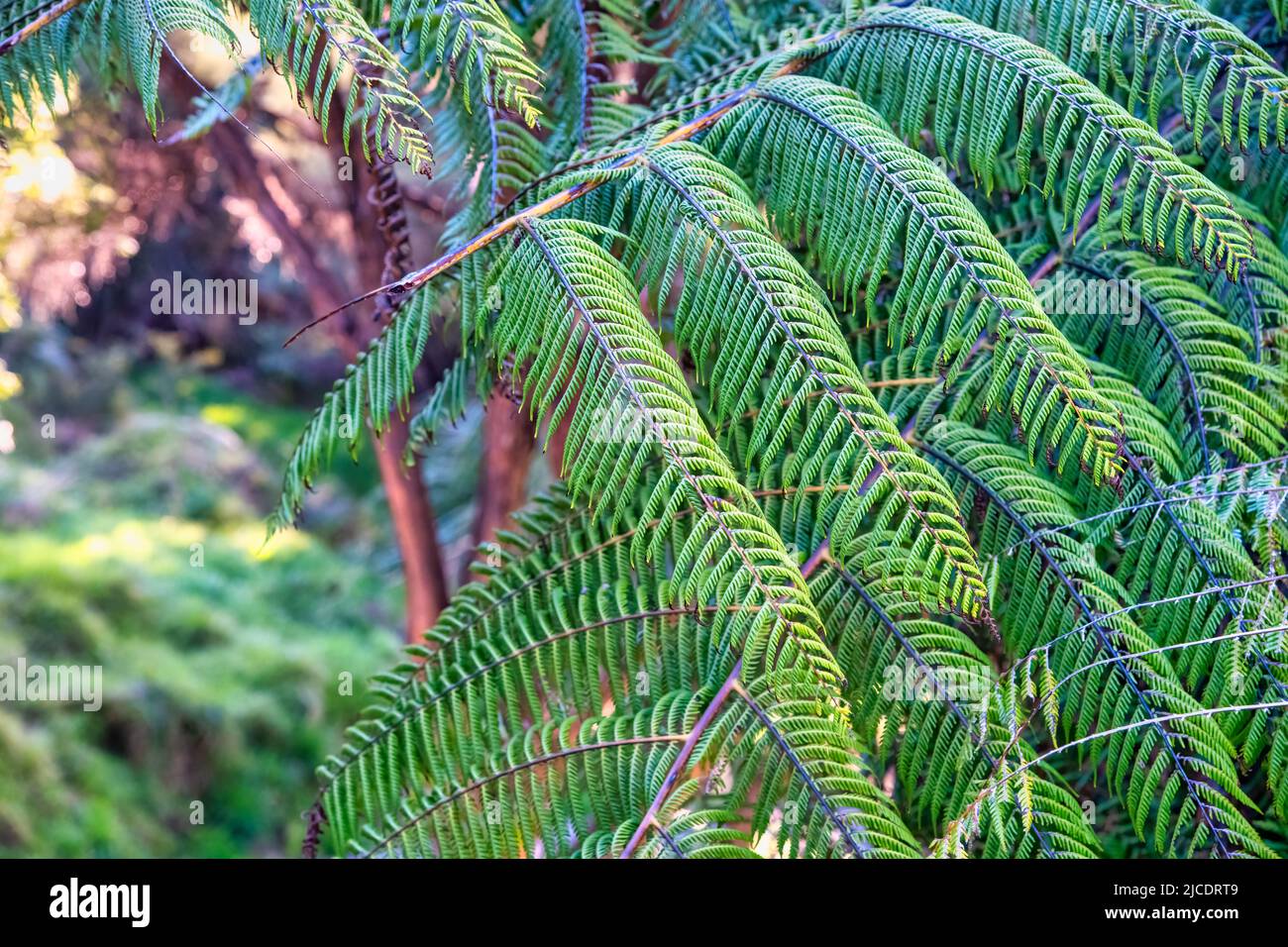 Coromandel plants and vegetation along Hahei coastline, New Zealand ...