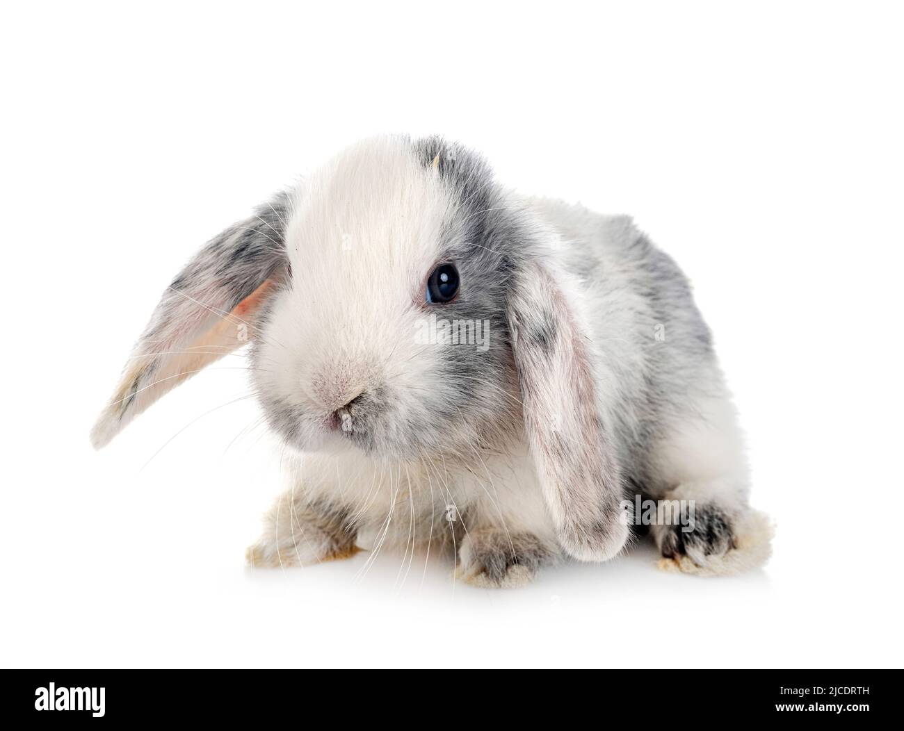 mini lop in front of white background Stock Photo - Alamy