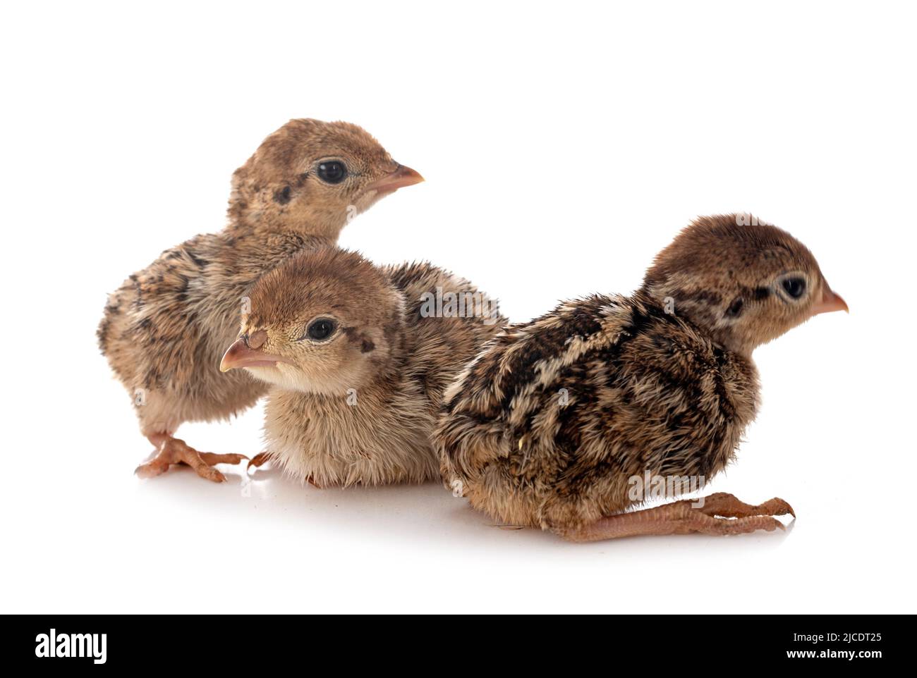 Chukar Partridge Baby